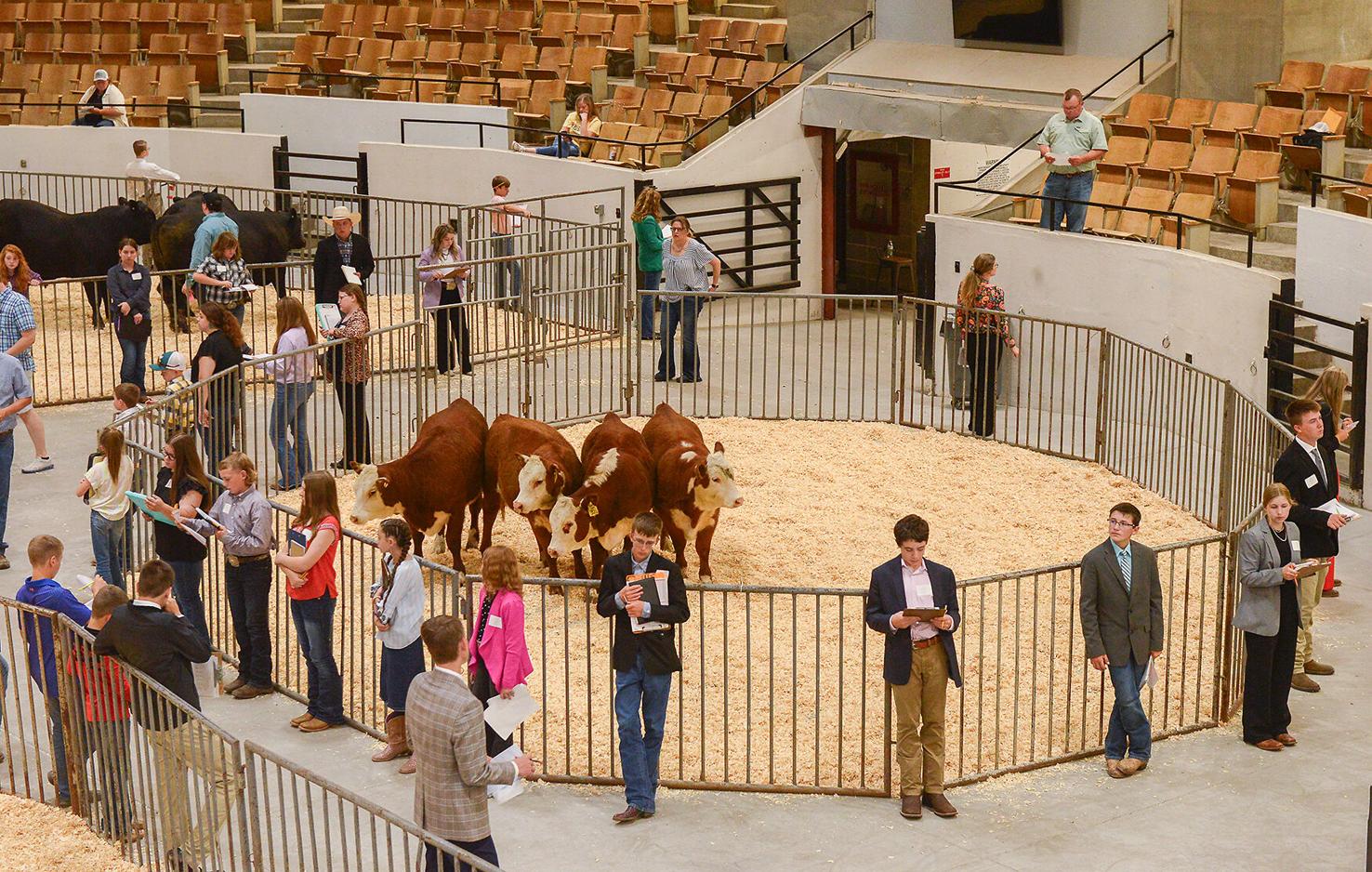 Livestock contest rounds up students from all over Missouri | News ...