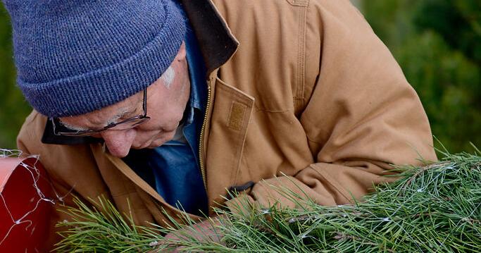 John Alspaugh cuts the tree netting | | columbiamissourian.com