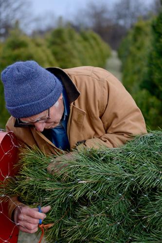 John Alspaugh cuts the tree netting | | columbiamissourian.com