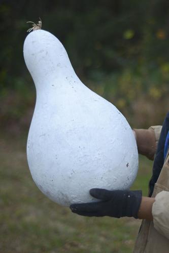 From seed to birdhouse: Growing gourds to shelter purple martins ...