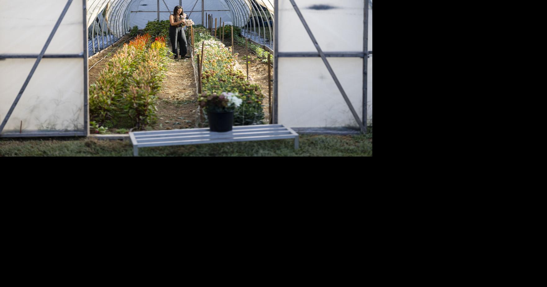 Farming among the trees: How perennial crops can help breathe life into ...