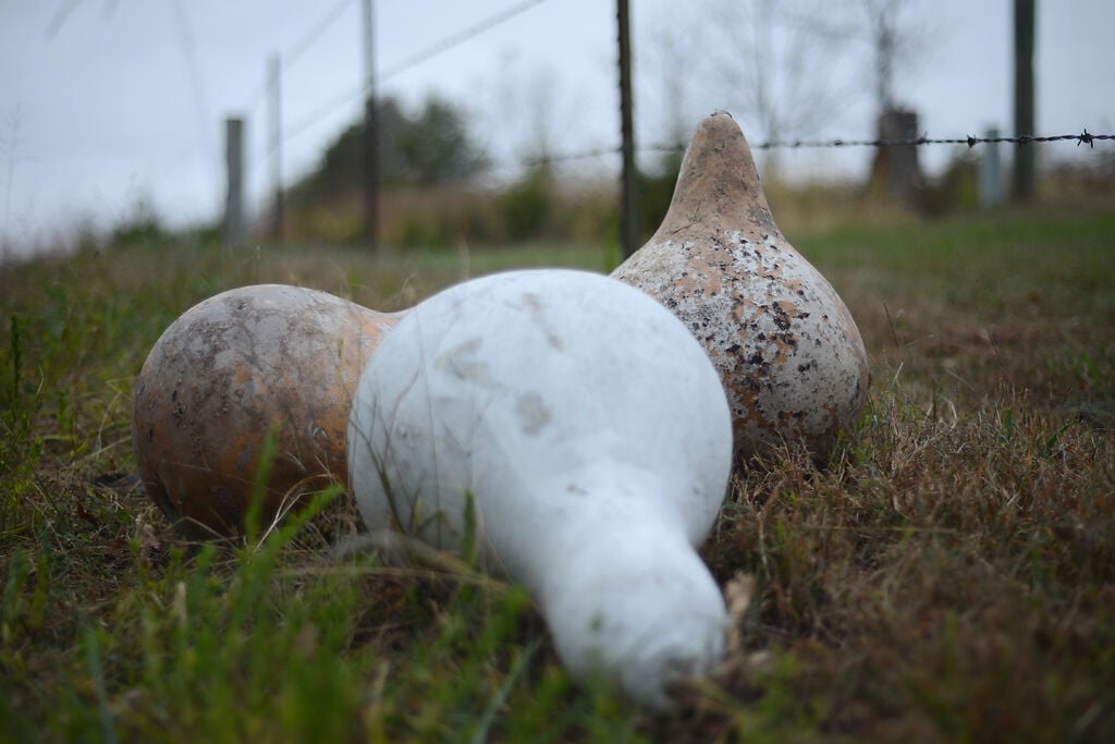 From seed to birdhouse: Growing gourds to shelter purple martins ...