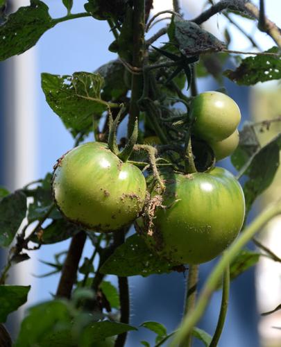New student garden at Columbia College grows food for the community ...