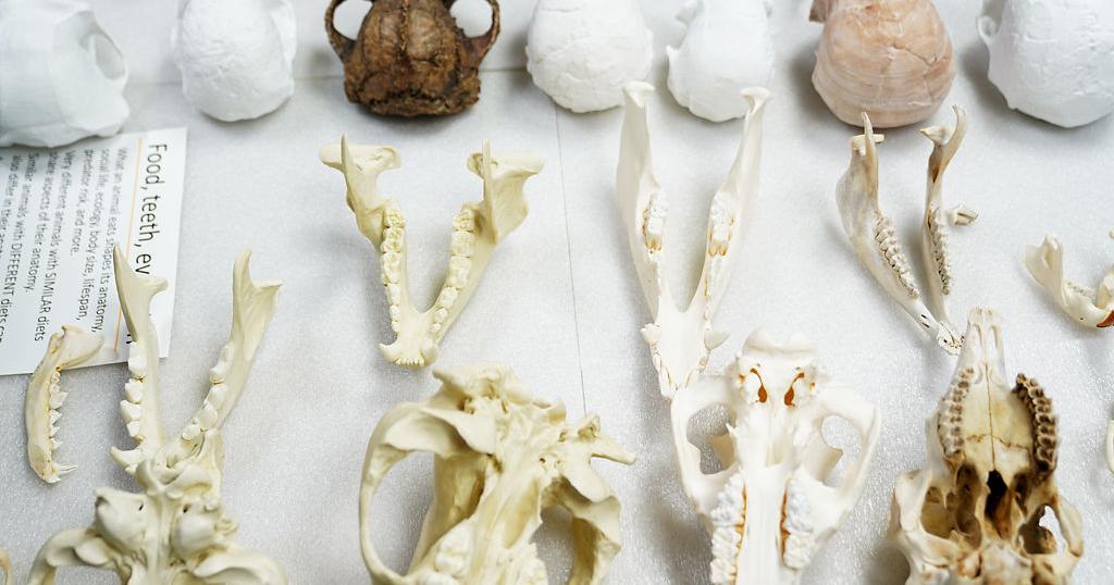 Dinosaurs and Cavemen: Columbia's natural history museum comes to MU ...