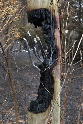 A telephone pole is burned over halfway through | News ...