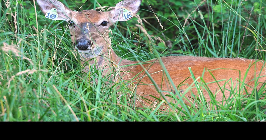 State records show gaps in oversight of captive deer farms, ranches ...