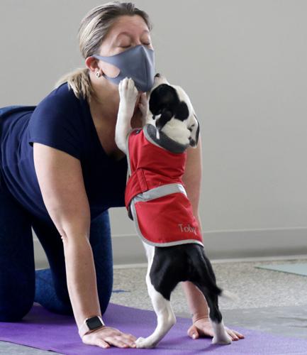 Puppy yoga: Where energy and mindfulness meet in Columbia | Photos ...