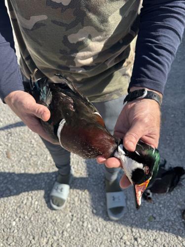 In conservation areas, Missouri duck hunters hope for spot | State News ...