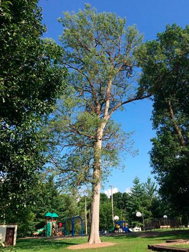 Blue ash in Sturgeon city park reclaims title as state champion | News ...