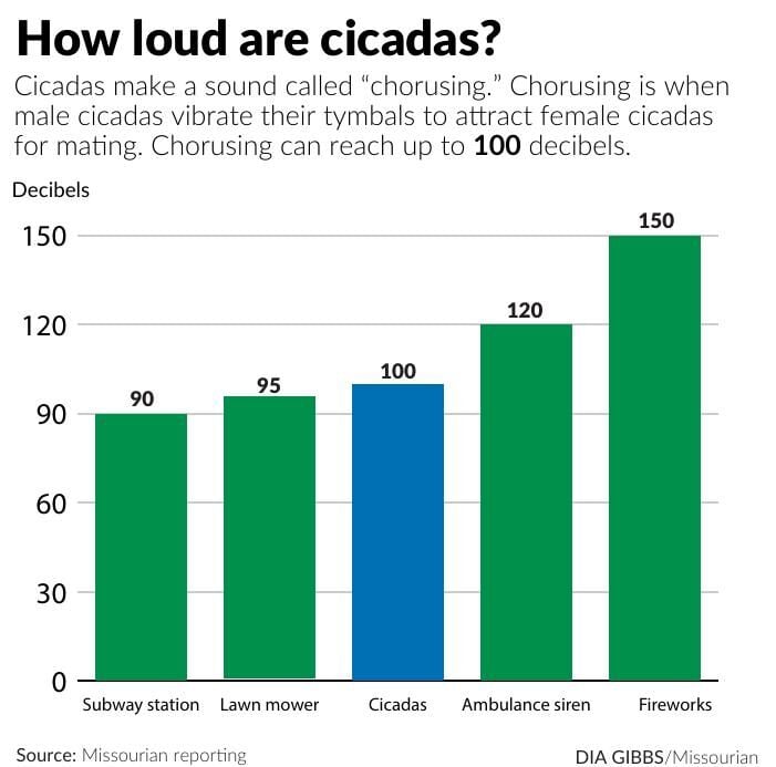 Billions of bugs: Spring cicada invasion to be biggest since 1803 ...