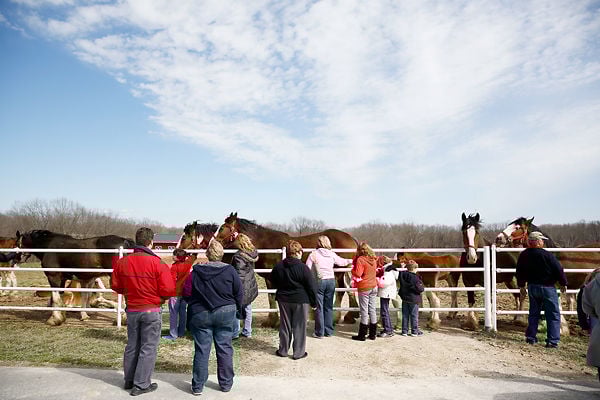 Warm Springs Ranch opens, allowing visitors a tour of the Budweiser ...