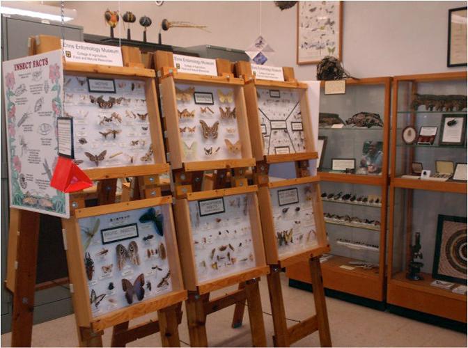 bug display cabinet