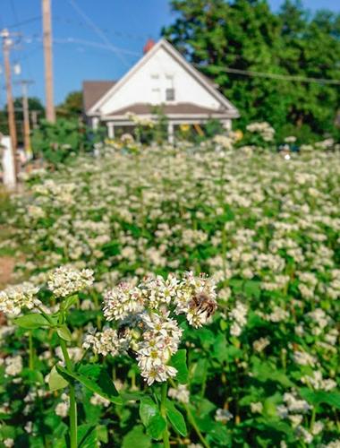 Cover crops work magic in many gardens. Learn more at an upcoming event ...