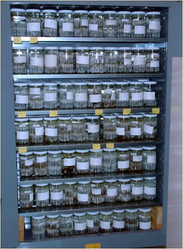 FROM READERS: Adorable bugs are essential for the environment | From ...