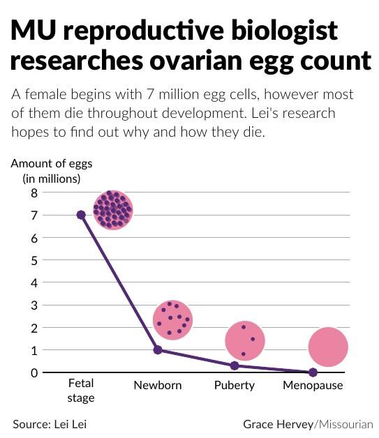 MU reproductive biologist researches ovarian egg count | Visuals ...