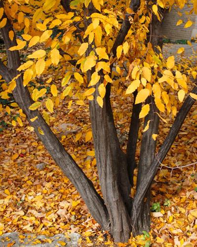 Some suggestions for drought tolerant plants to add to your landscape ...