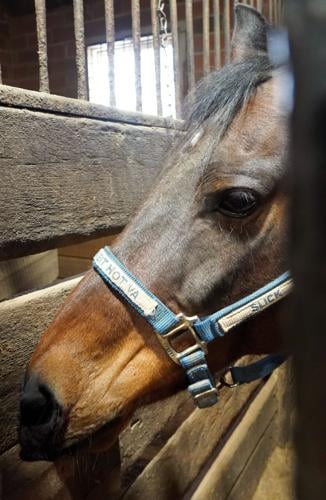 Stephens College Equestrian program has finals week in the stables ...