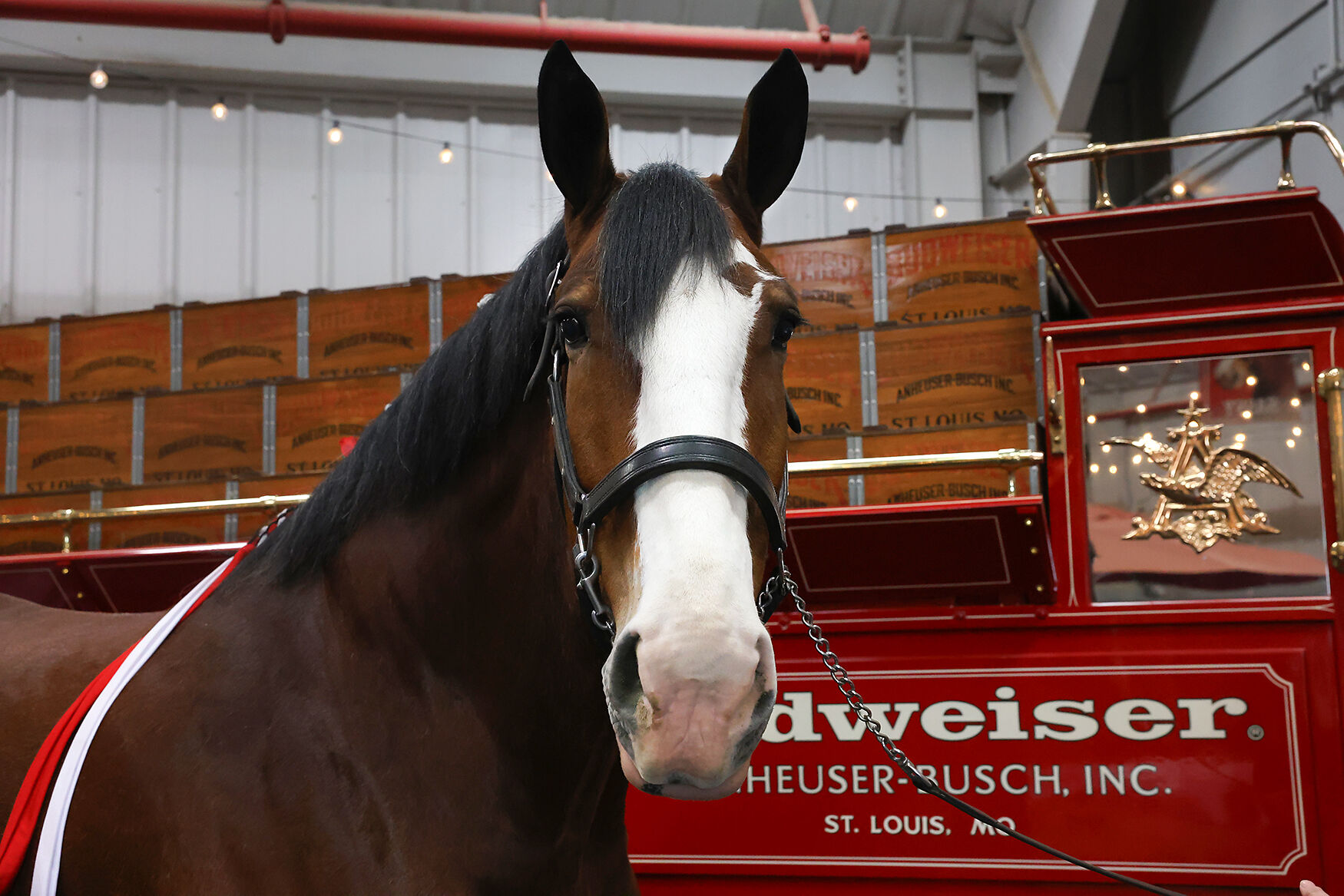 Warm Springs Ranch Clydesdale foul in Super Bowl commercial | Local ...