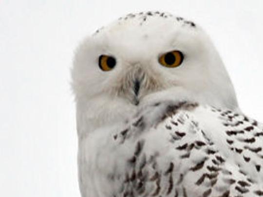 how to draw harry potters owl step by step