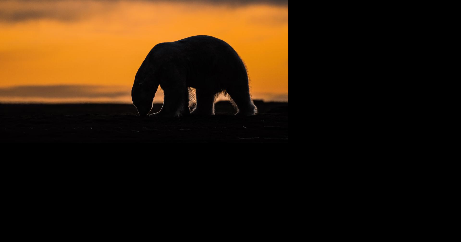 A tiny Arctic village in Alaska is trying to revive its polar bear ...
