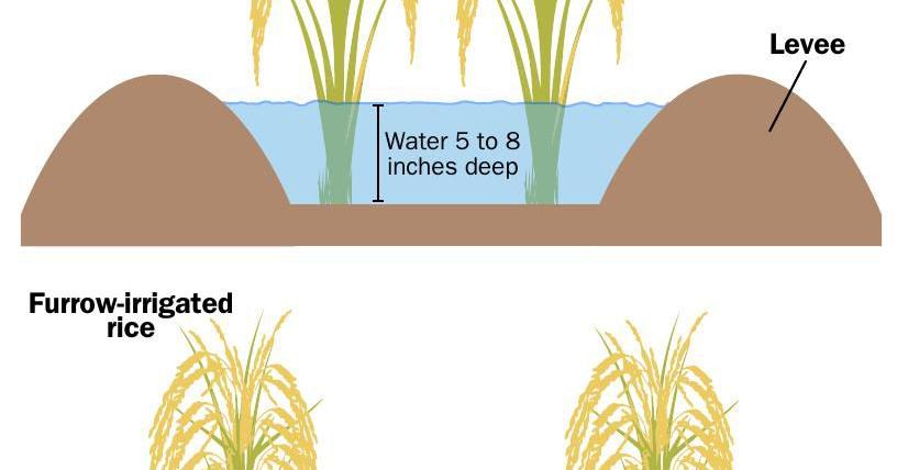 furrow irrigation system