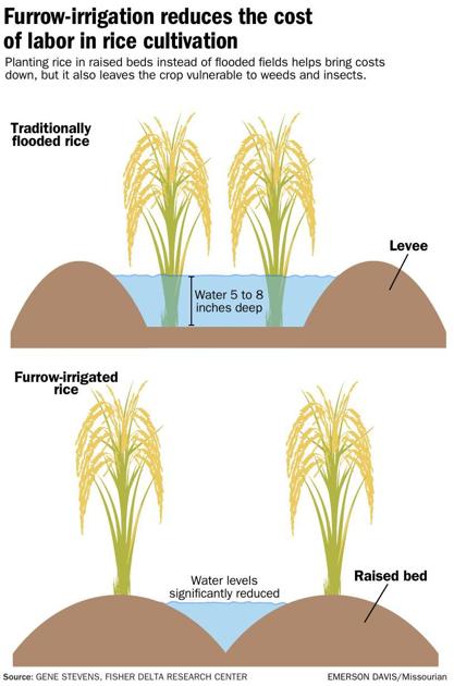 Furrow-irrigated rice gaining popularity in Southeast Missouri ...