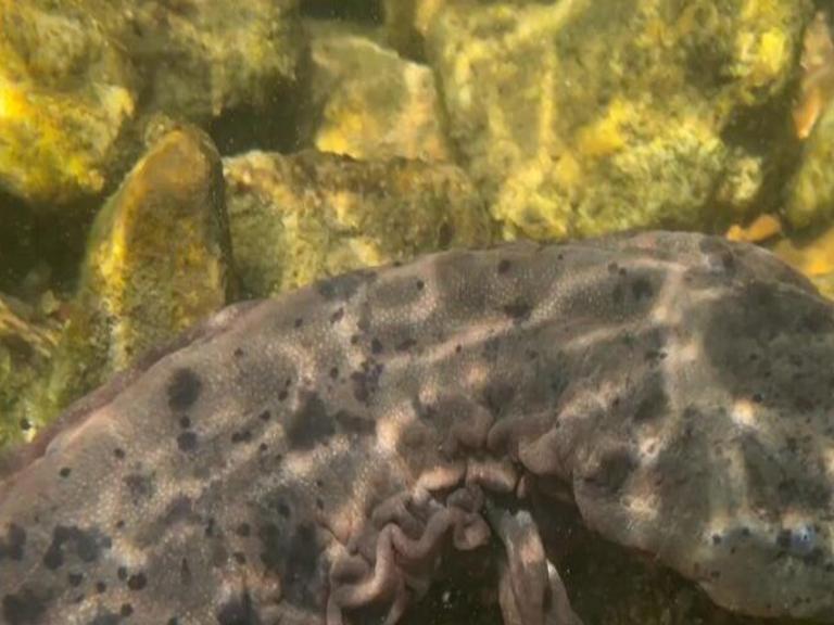 hellbender christmas