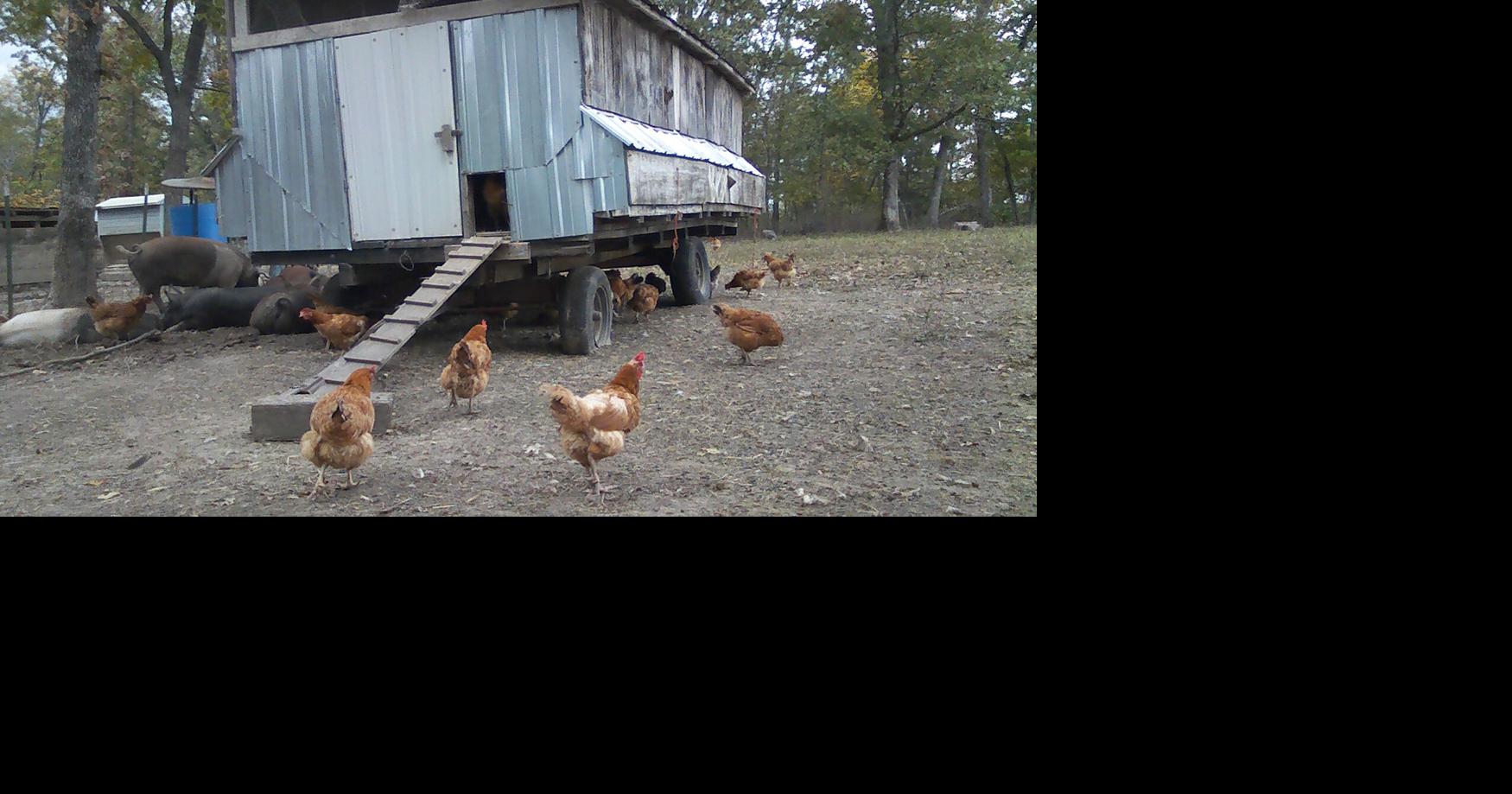 Chickens on wheels: How mobile houses help a Missouri farmer raise ...