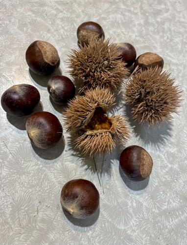 Chinese chestnuts | | columbiamissourian.com