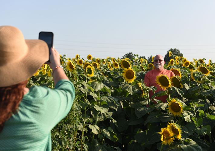 Sunflower season at MU South Farm cut short due to heat | Local ...