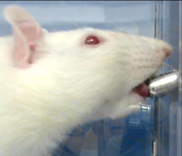 Study tackles swallowing and breathing in patients with neurodegenerative diseases | Health ...