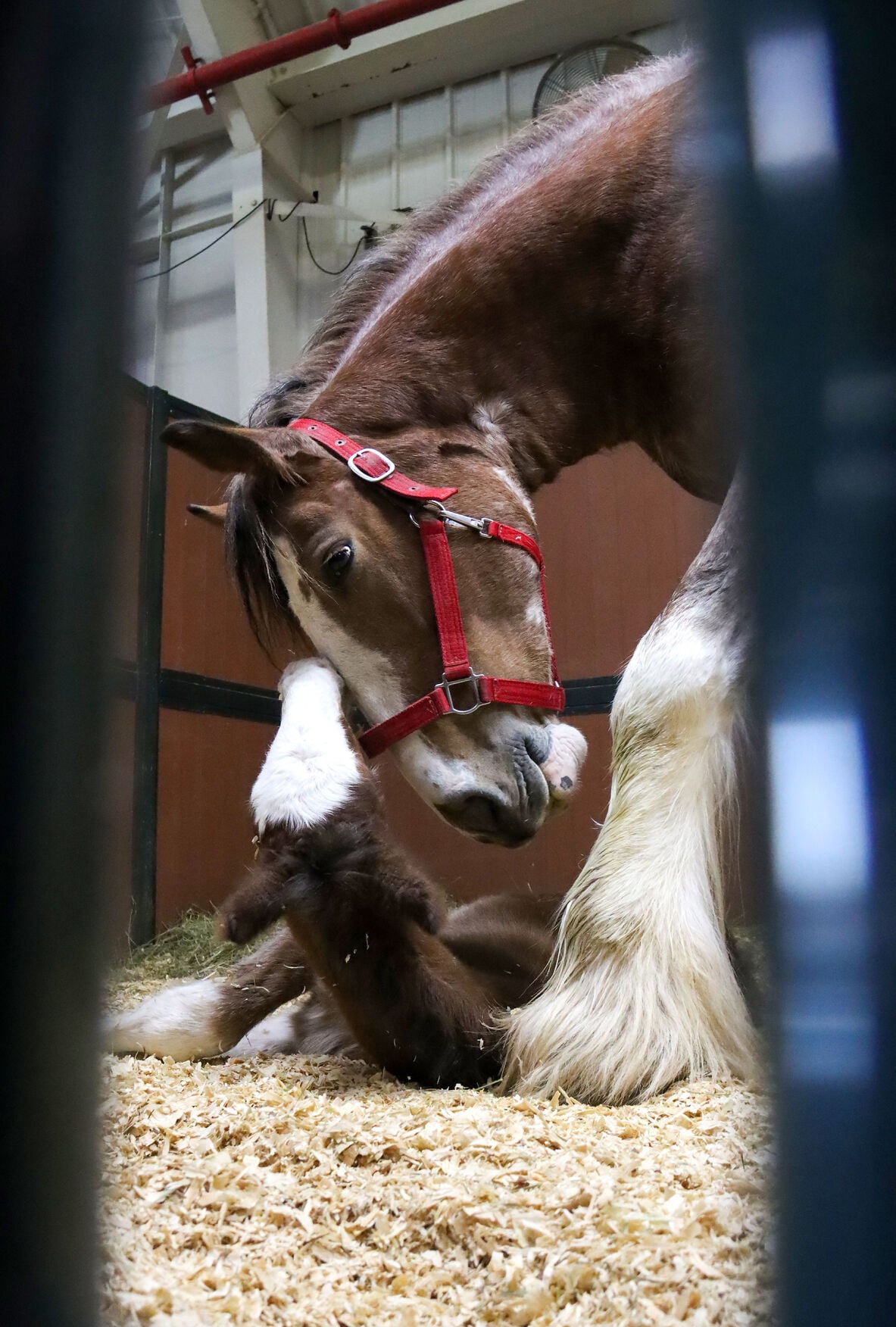 A Clydesdale. A bald eagle. “Free Bird” shaking the speakers. And 60 ...