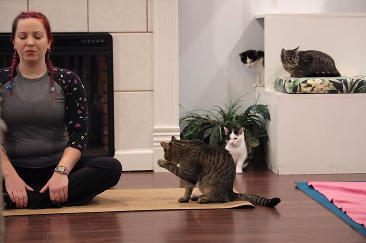 kittens coffee everett