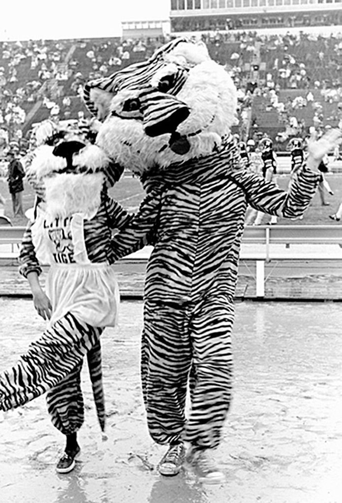 After decades of tail-swinging, Truman the Tiger turns 30 | Local ...