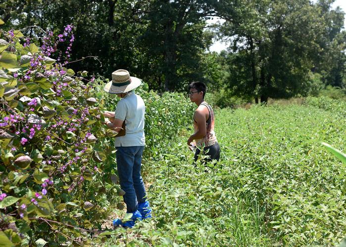 Traditional Hmong farmers in Missouri embrace new techniques | Higher ...
