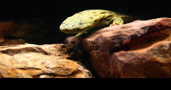 Center hopes to breed endangered salamanders | Local ...