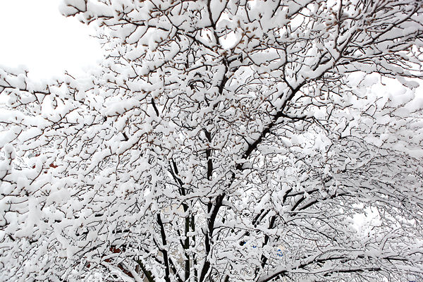 Spring snowstorm drops more than 7 inches on Columbia | Local ...