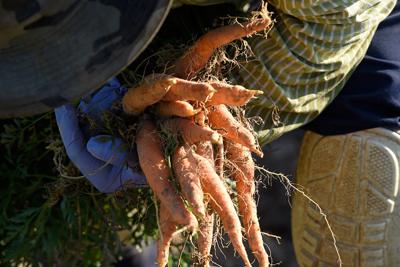 Traditional Hmong farmers in Missouri embrace new techniques | Higher ...