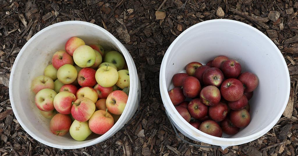 PHOTO GALLERY: Family remains at the core of Hickory Ridge Orchard in ...