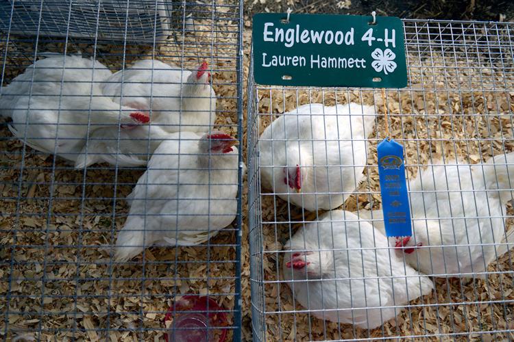 Feathers fly during county fair poultry show | Local ...
