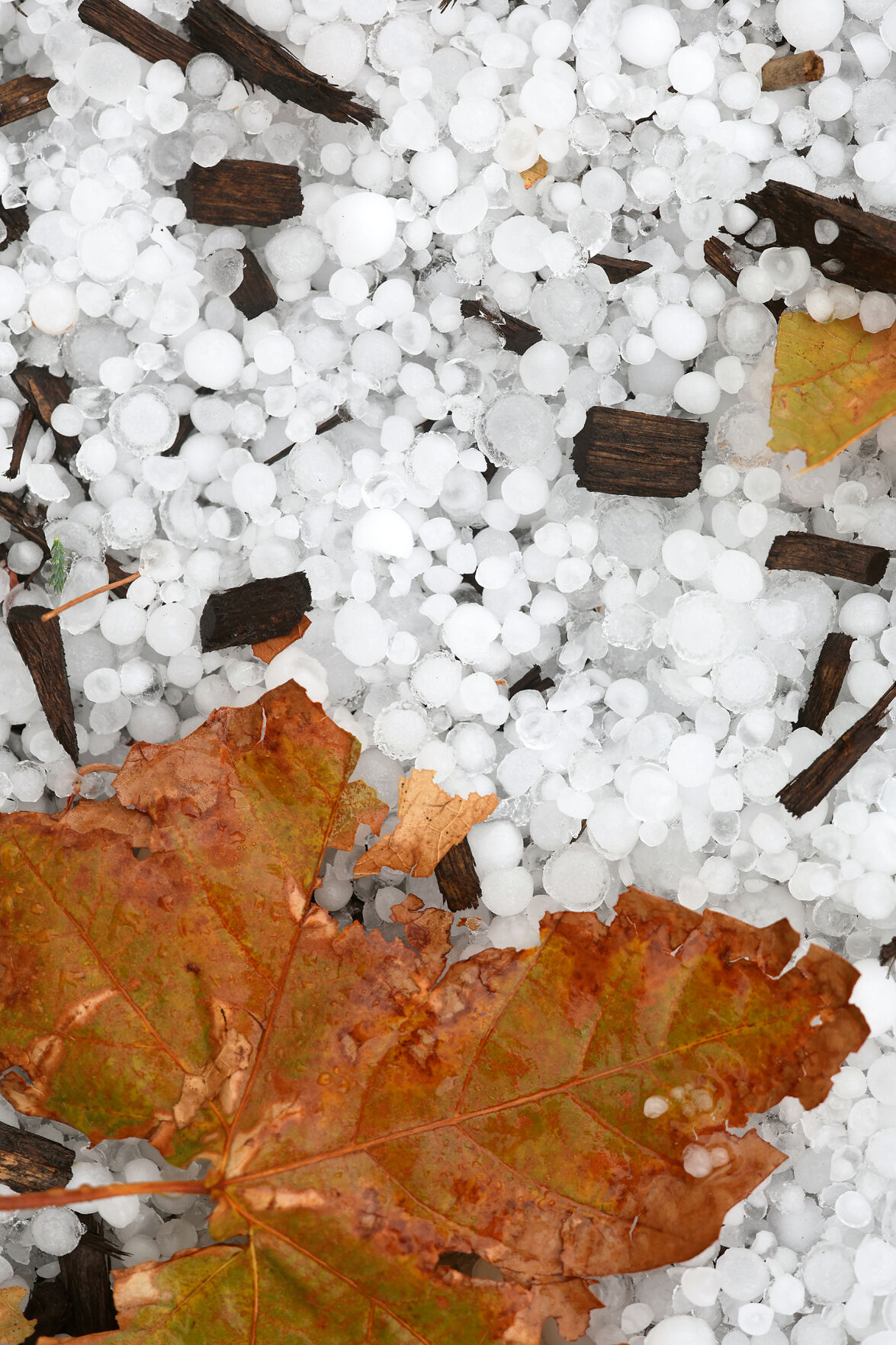Hail storm hits Columbia on Monday | News | columbiamissourian.com