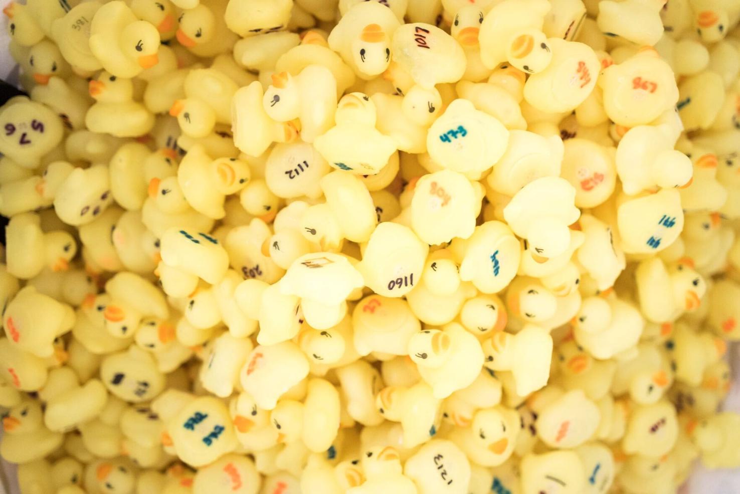 Duck Tales: More than 1,000 rubber ducks take over local pool for a ...