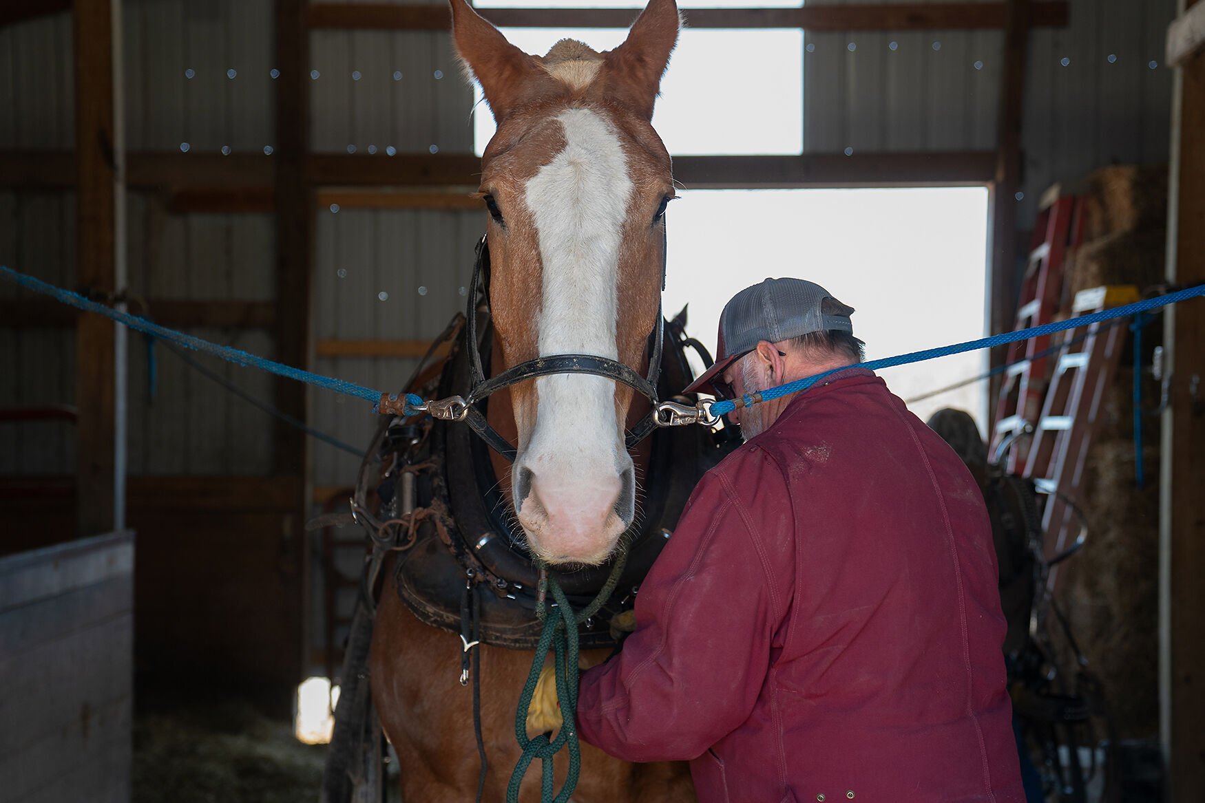 Meet the stars of Columbia's holiday season: Cedar Hollow Farms' draft ...