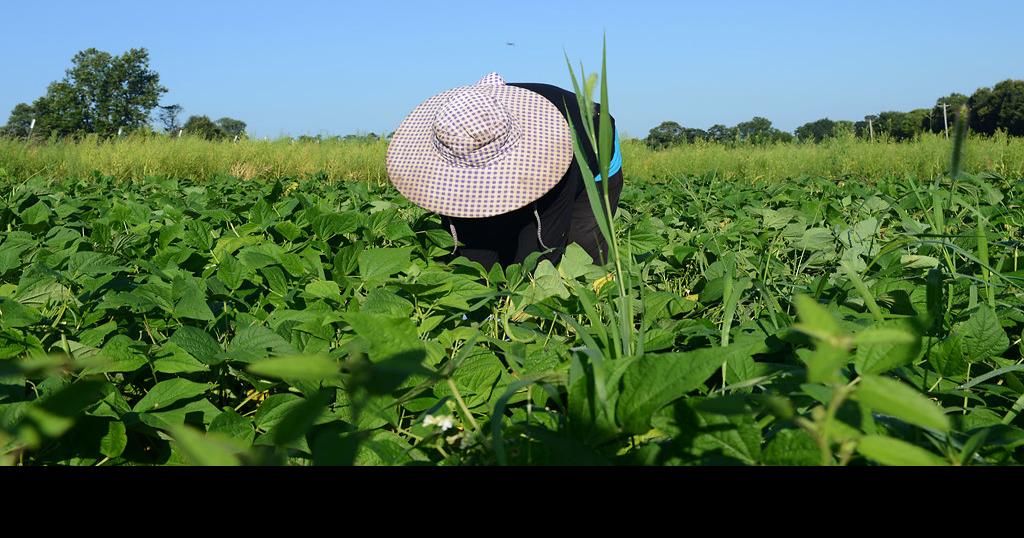 Traditional Hmong farmers in Missouri embrace new techniques | Higher ...