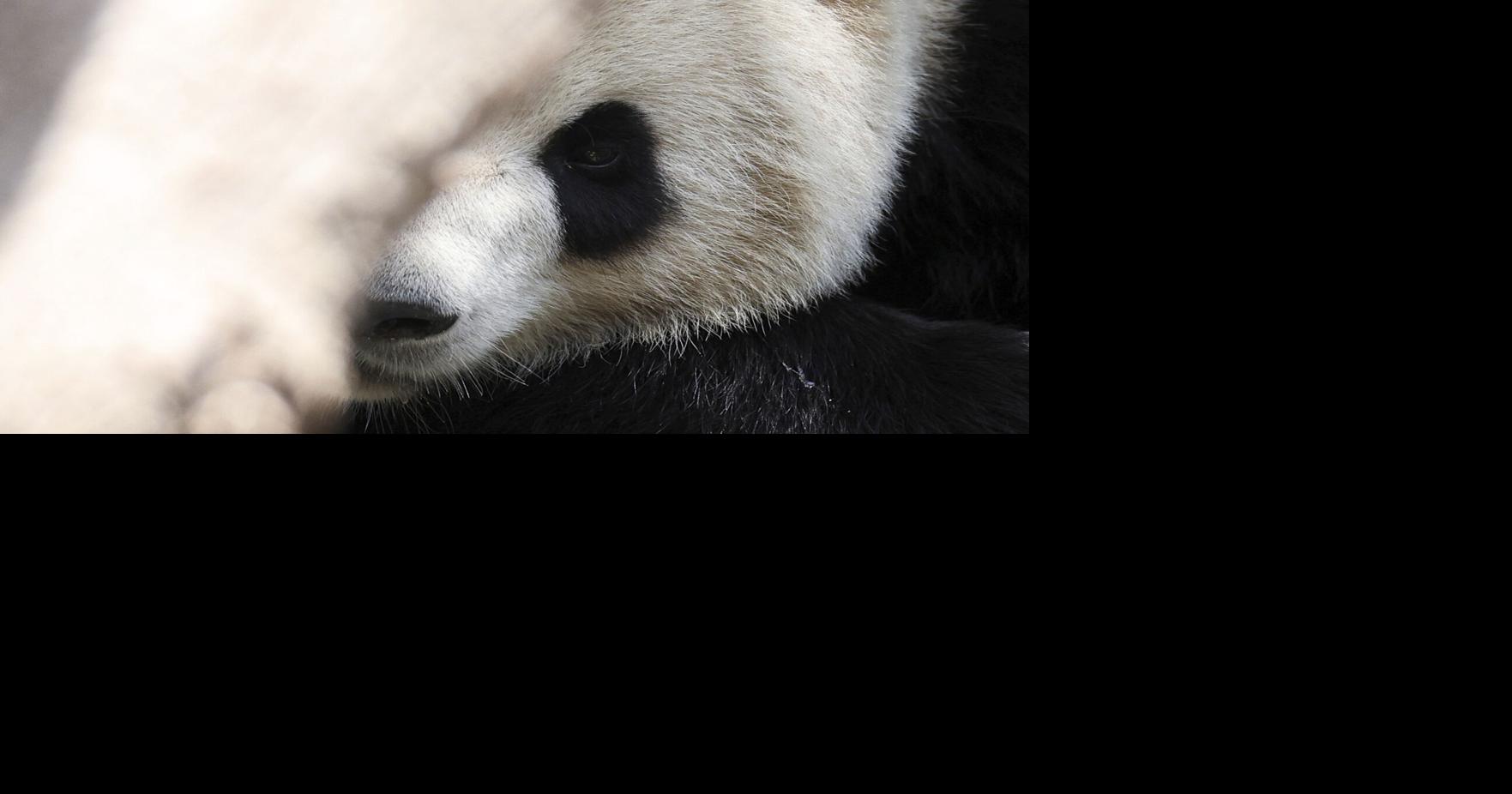 Meet America's newest giant pandas, Yun Chuan and Xin Bao | Nation ...