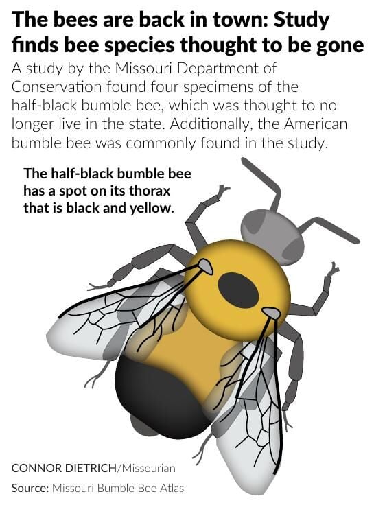Population of native bees is on the rise in Missouri, study shows ...