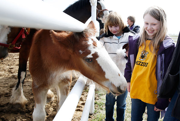 Warm Springs Ranch opens, allowing visitors a tour of the Budweiser ...