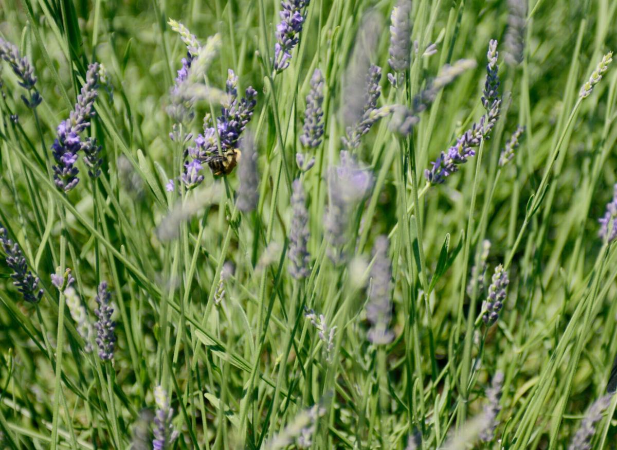 Fields of purple: How lavender could become a beautiful new crop in ...