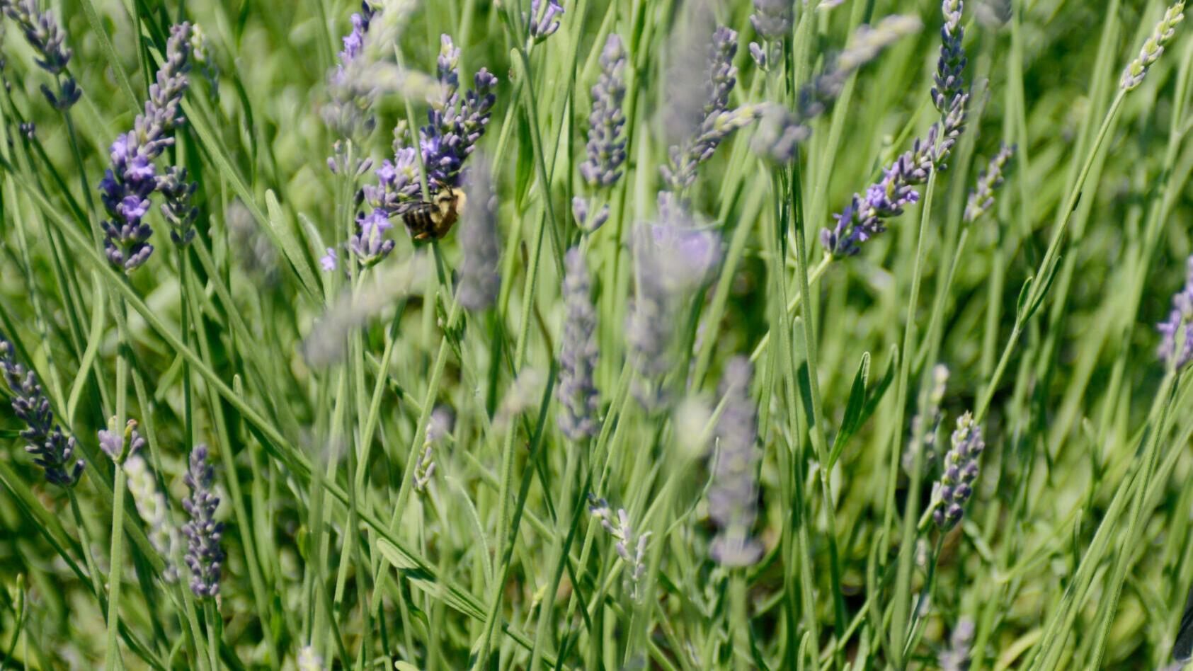 lavender fields promo code