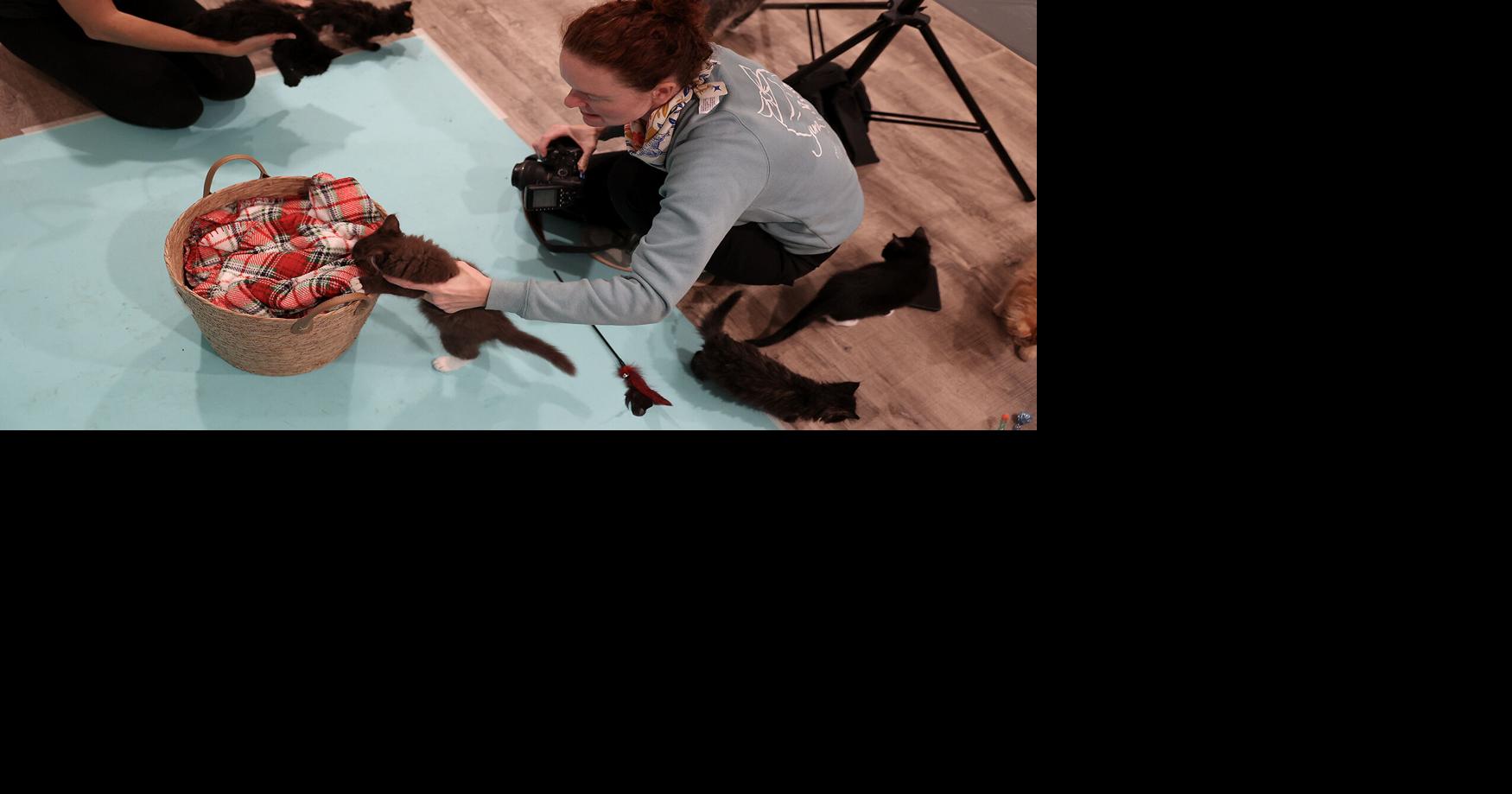Professional photos by a portrait studio in Ashland help rescue pets ...